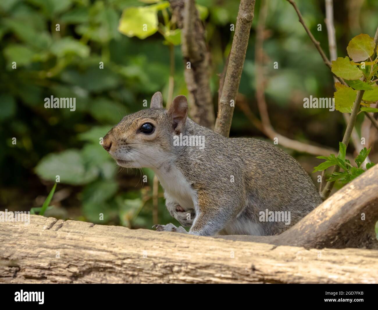 Grey animals hi-res stock photography and images - Alamy