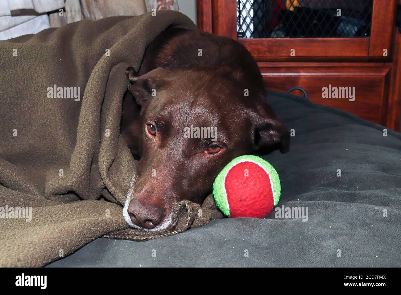 Sick dog breed hi-res stock photography and images - Alamy