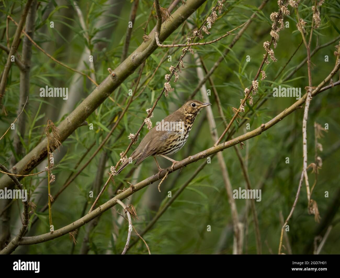Thrush in park hi-res stock photography and images - Alamy
