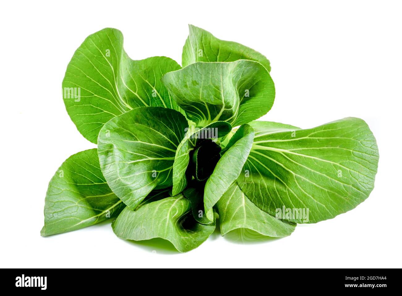 Isolated pak choy. Pak choy on white background Stock Photo - Alamy