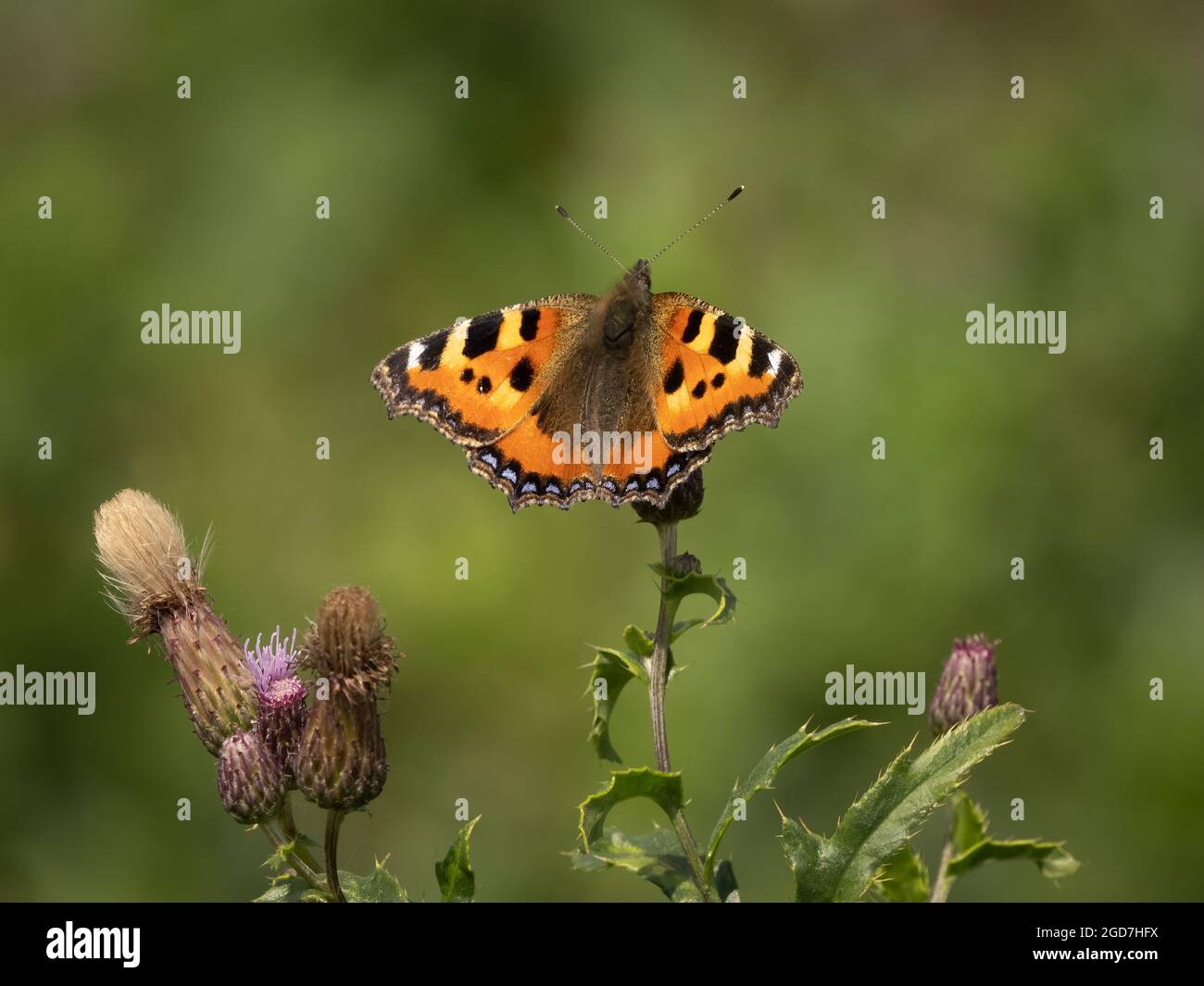 Tortoiseshell butterflies hi-res stock photography and images - Alamy