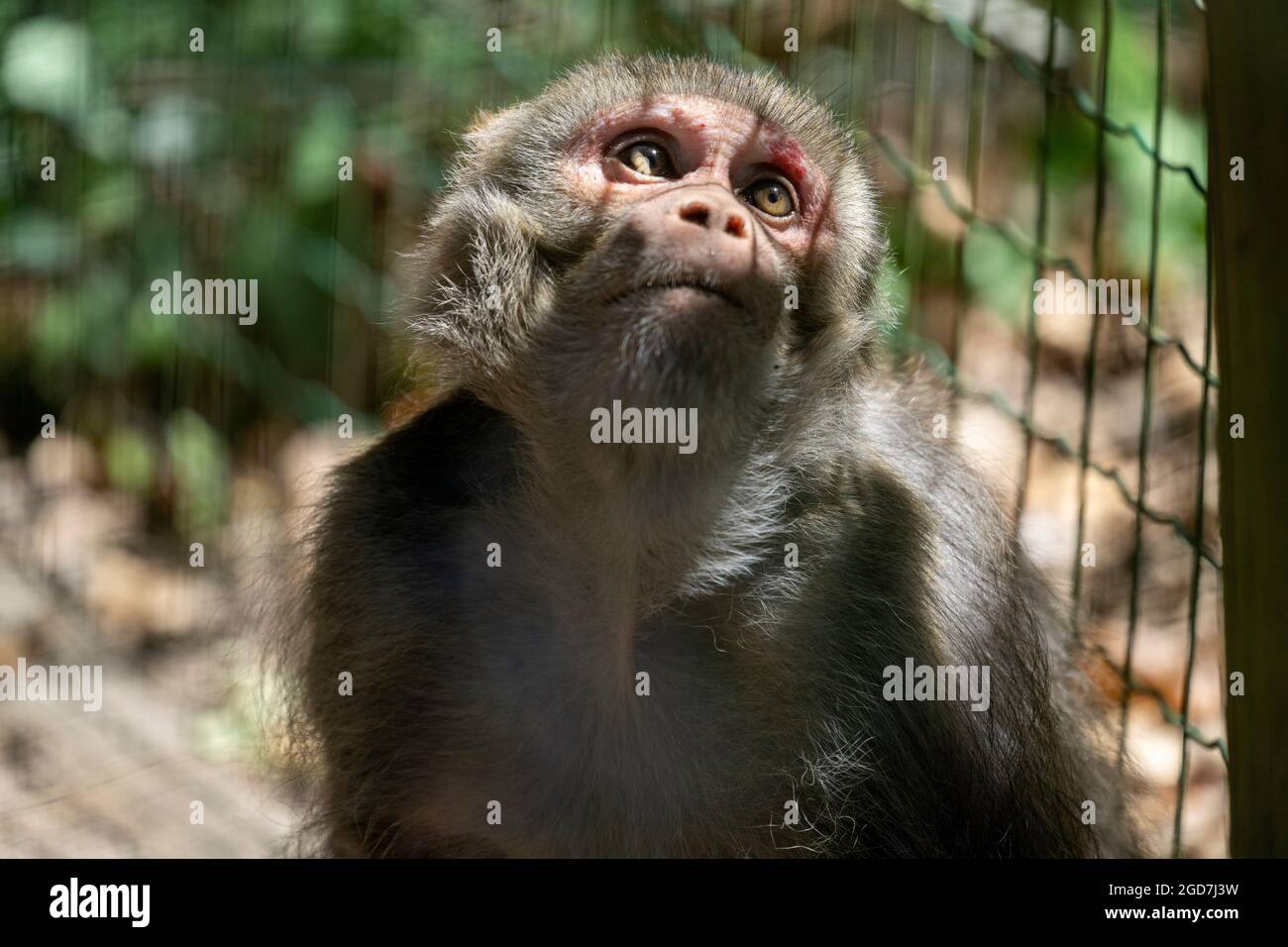 Sad monkey hi-res stock photography and images - Alamy
