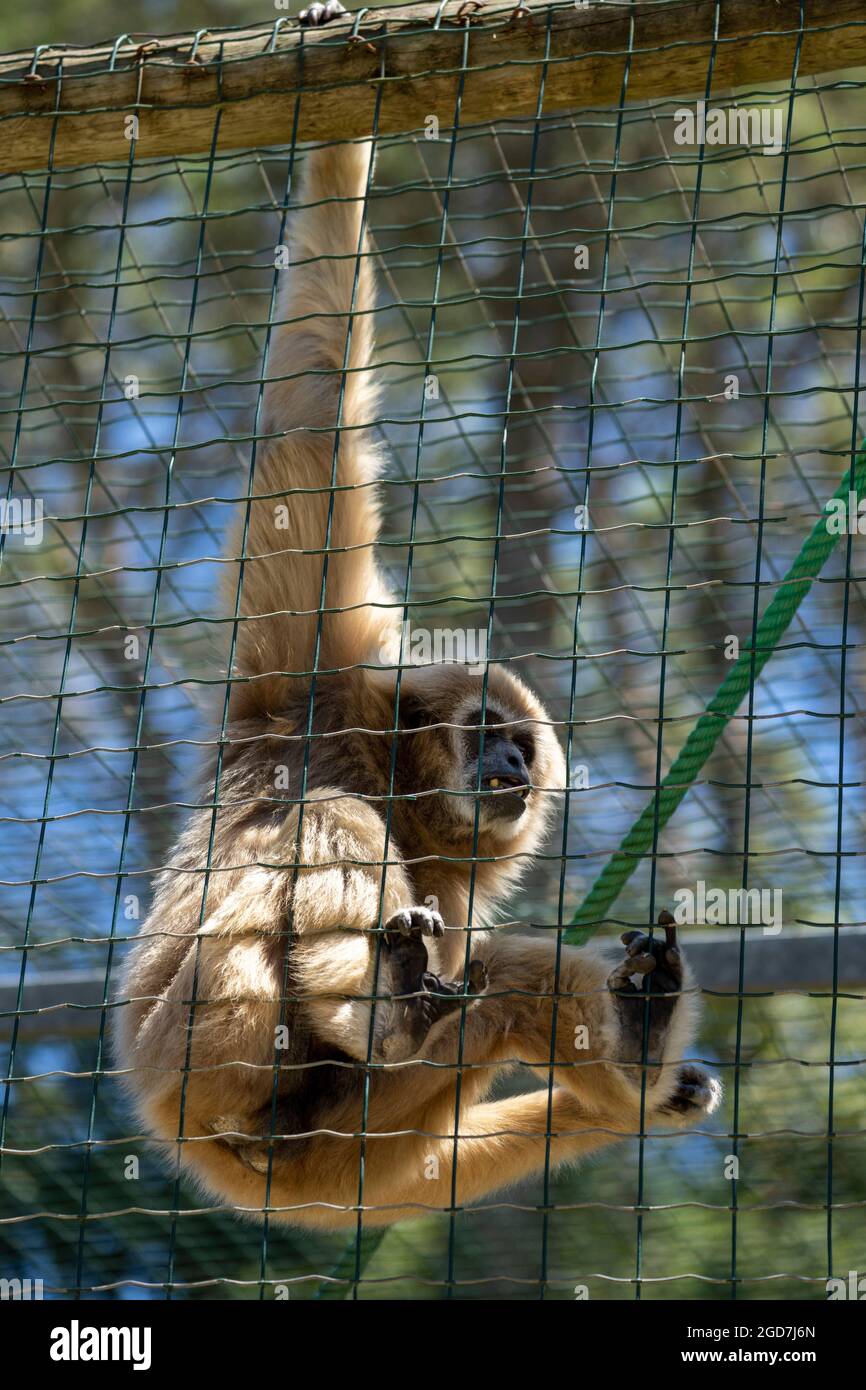 Lar gibbon aka white-handed gibbon - hylobates lar - kept in captivity ...