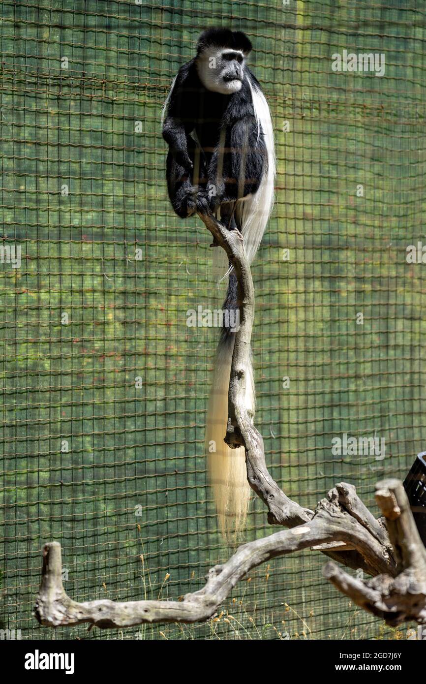 Black-and-white colobus monkey sitting on a tree in captivity Stock ...