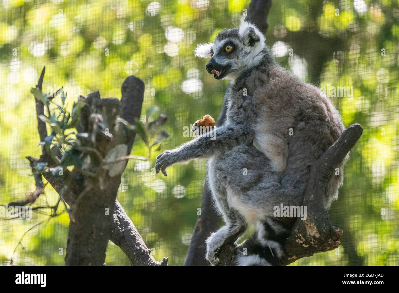 Ring-tailed lemur (Lemur catta) eating fruit in captivity at a zoo ...