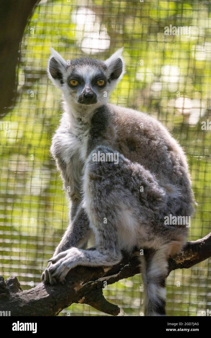 Lemur Side Profile High Resolution Stock Photography and Images - Alamy