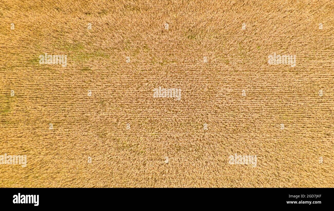 Aerial view of agriculture crops field at the farm Stock Photo - Alamy