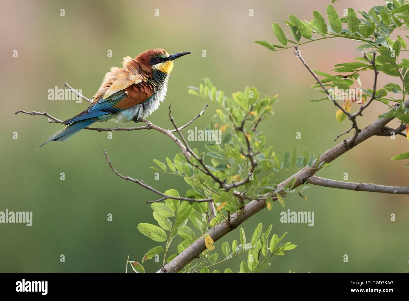 European Bee-Eater with colorful ruffled feathers perched on a tree ...