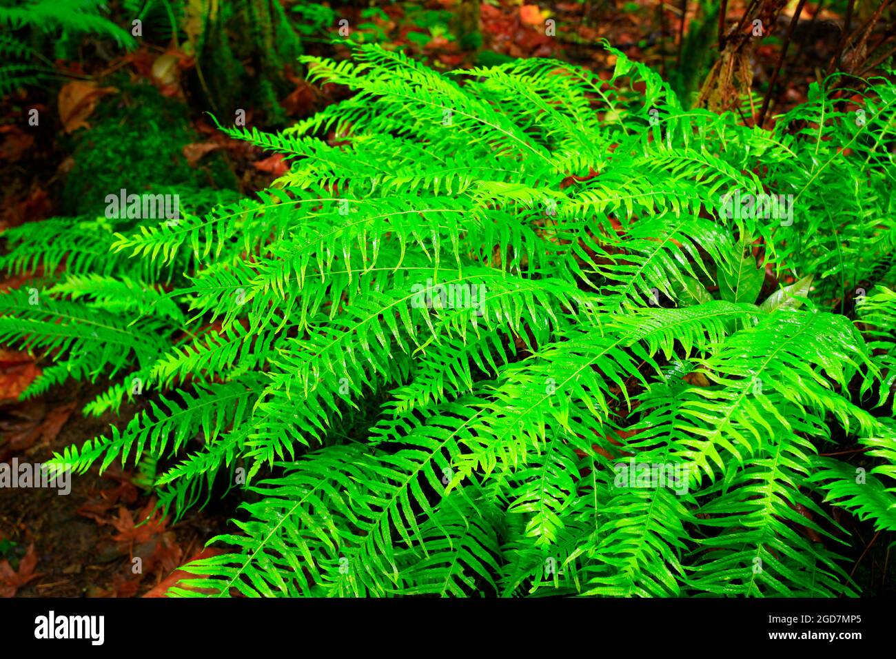 a exterior picture of an Pacific Northwest forest with Sword ferns ...