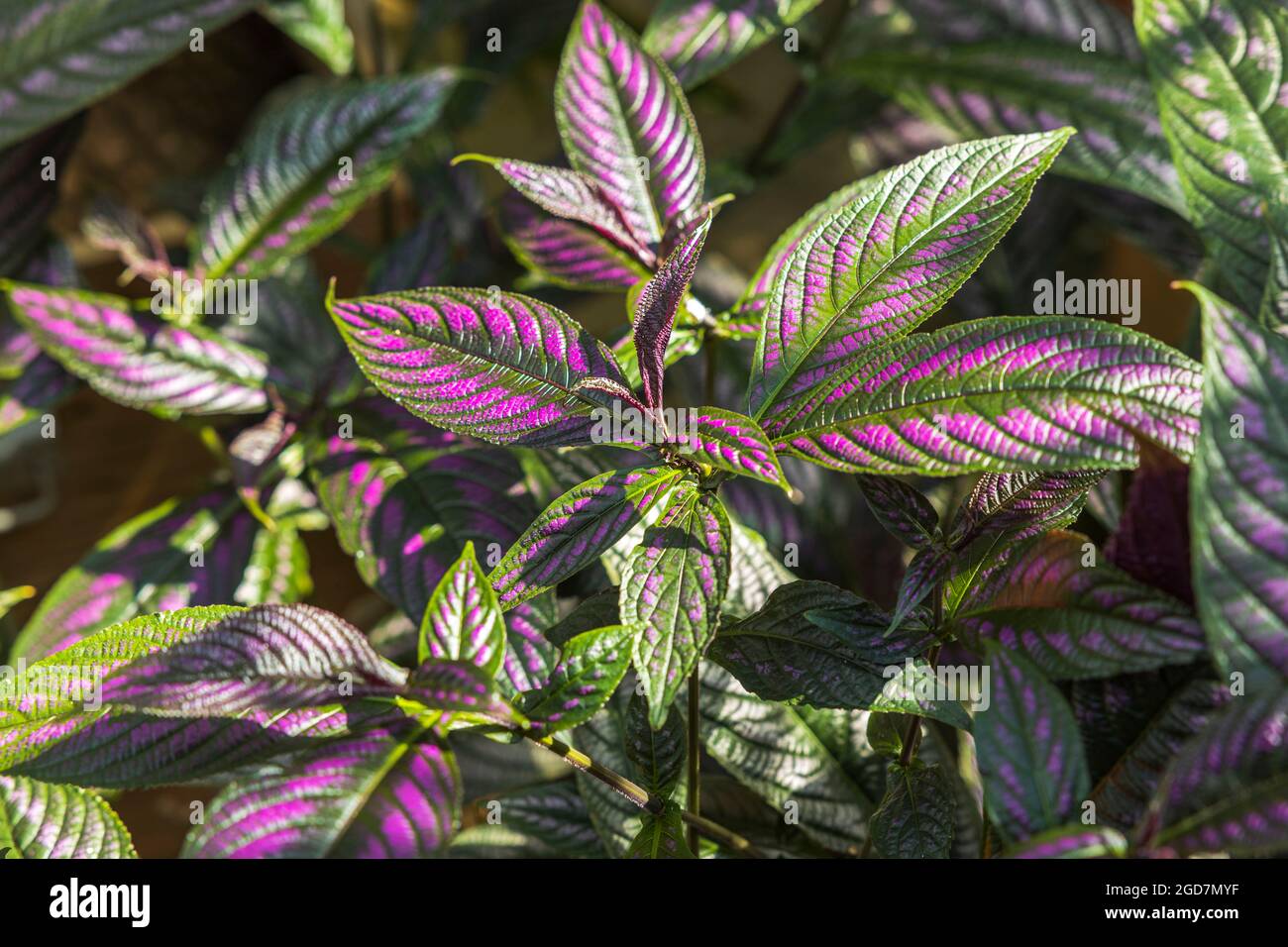 Close up top view of Strobilanthes auriculatus dyeriana Persian shield ...