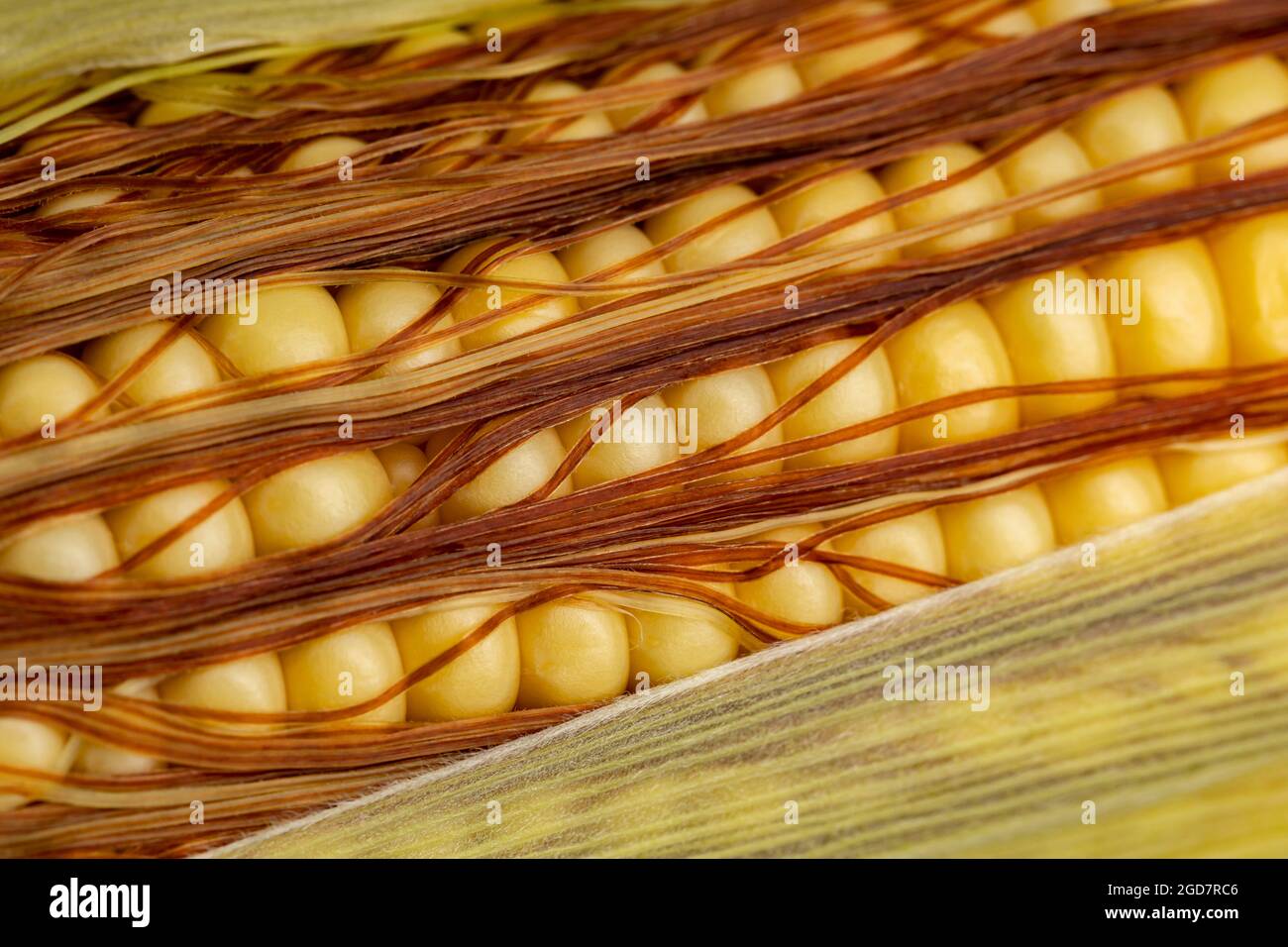 Corn growth stages hi-res stock photography and images - Alamy