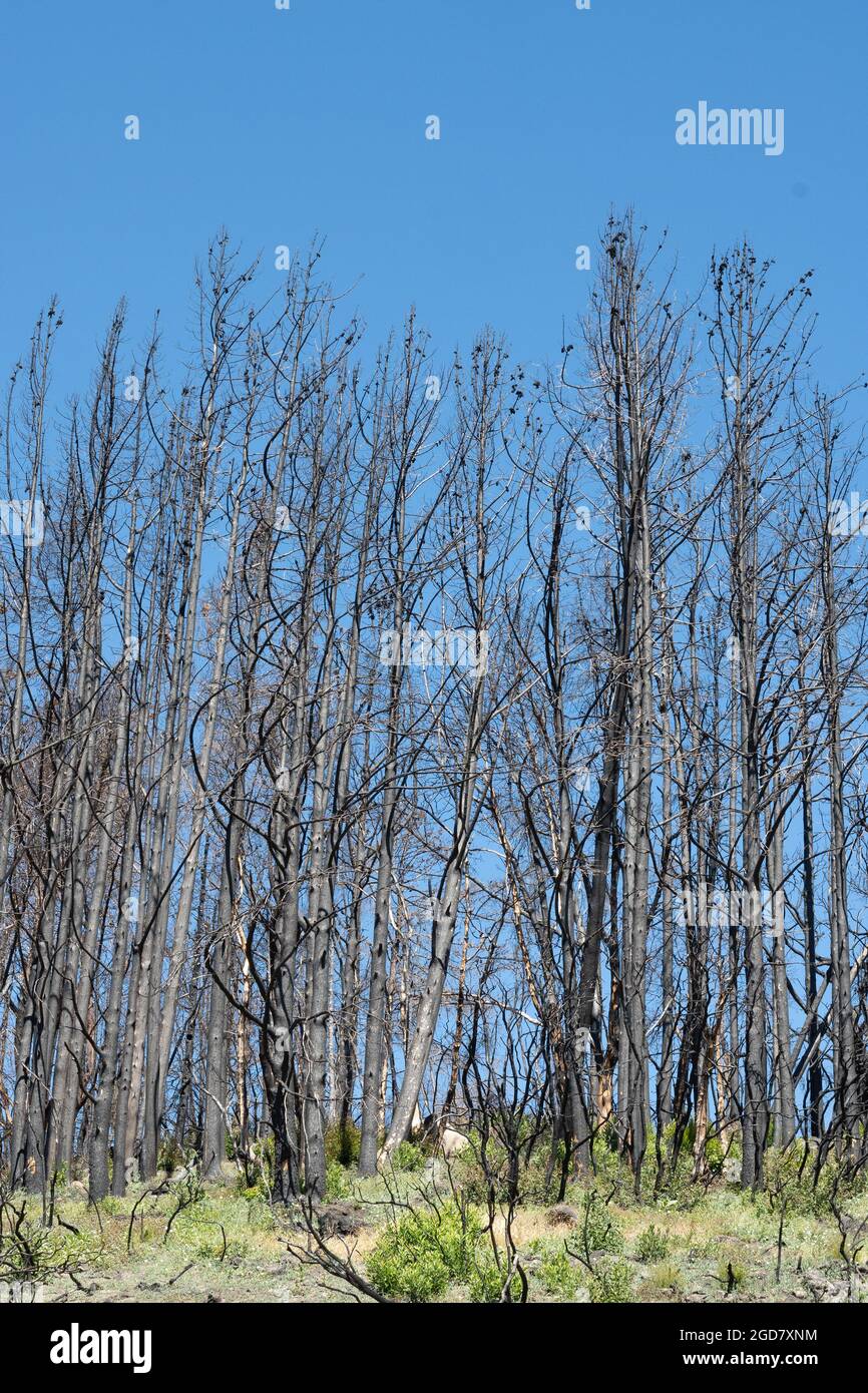 Panoramic view of a burnt portion of the forest along the Robert Louis ...