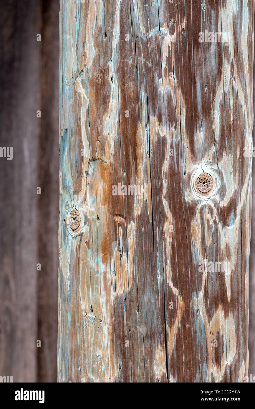 The exposed core of a log without the bark- texture or background ...