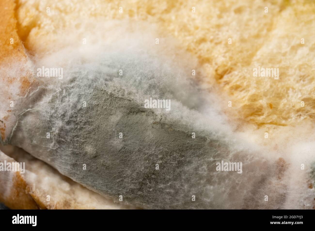 moldy bread close up as background and texture Stock Photo - Alamy