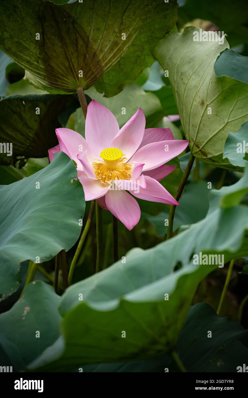 blooming lotus flower at vertical composition Stock Photo - Alamy