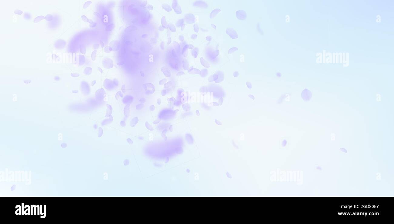 Violet flower petals falling down. Eminent romantic flowers explosion ...