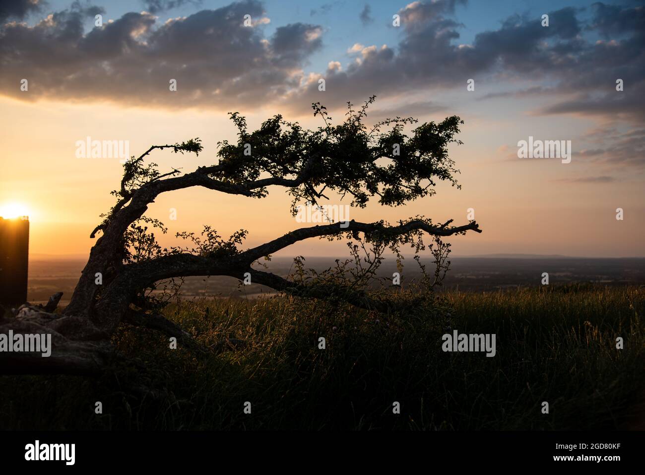 Tree bend from strong winds on a tall hill in East Sussex UK Stock ...