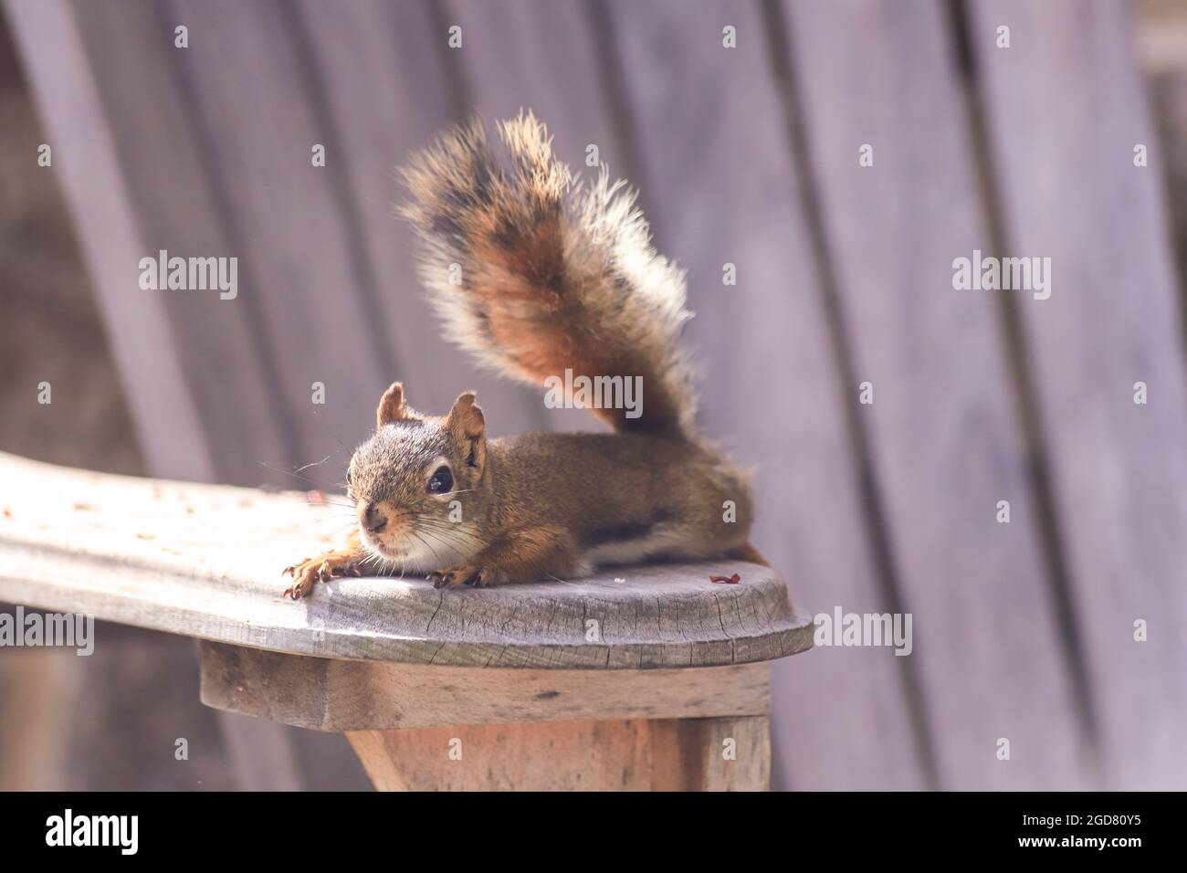 Tired squirrel hi-res stock photography and images - Alamy