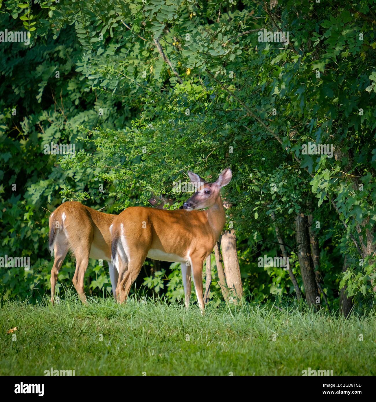 Pair of white tail deer, one looking off into the distance, standing in ...