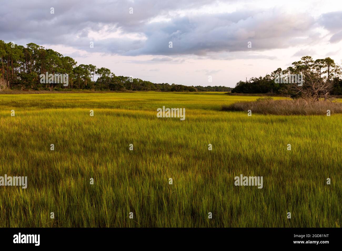 Marsh wetland grass waterway hi-res stock photography and images - Alamy