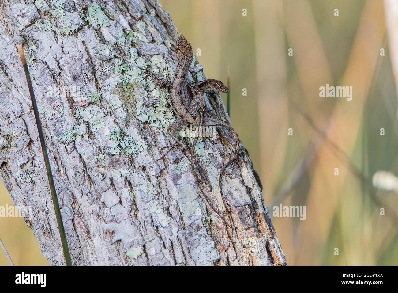 Cuban anoles hi-res stock photography and images - Alamy