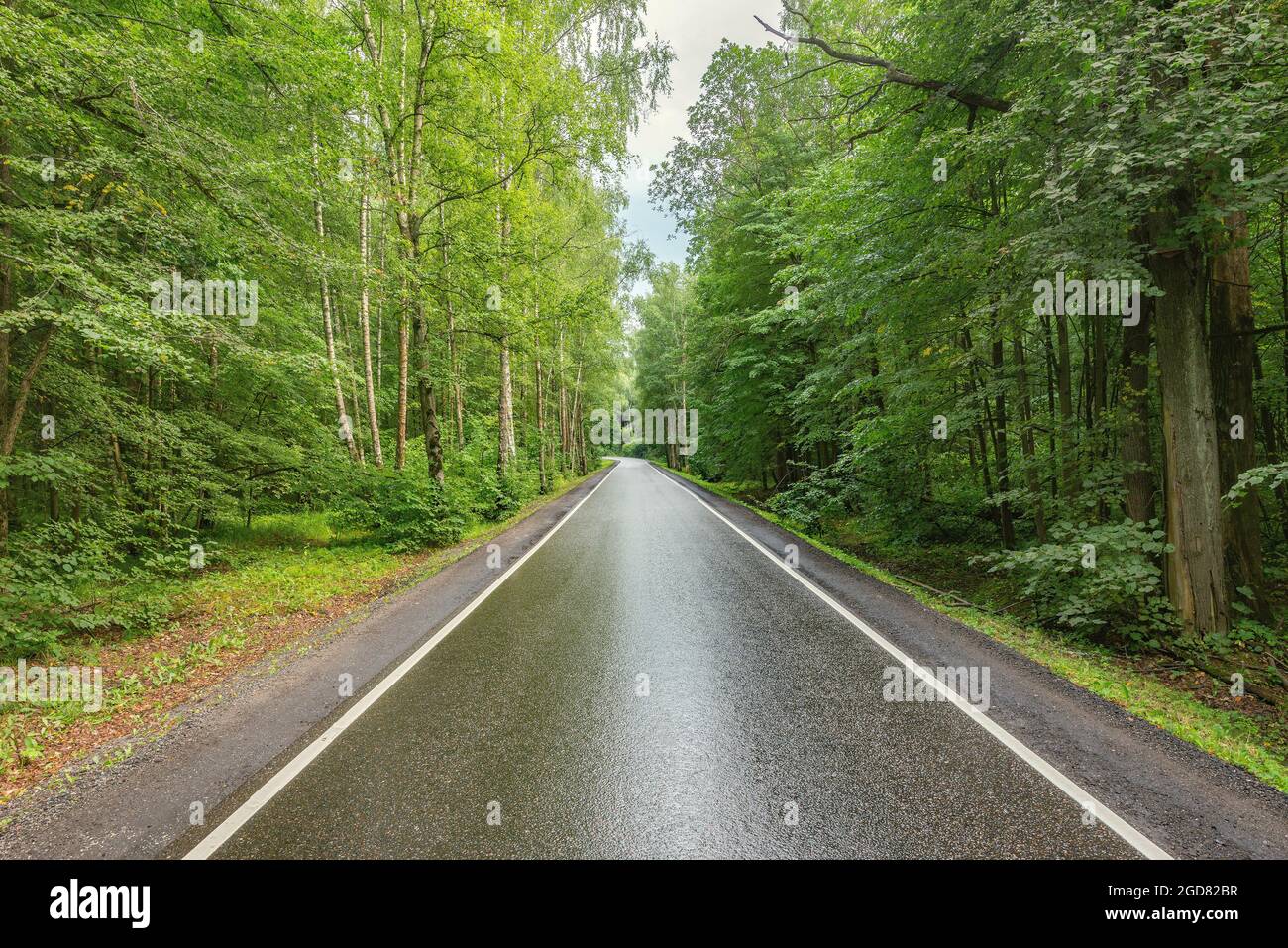 Wet asphalt road in the forest after rain Stock Photo - Alamy