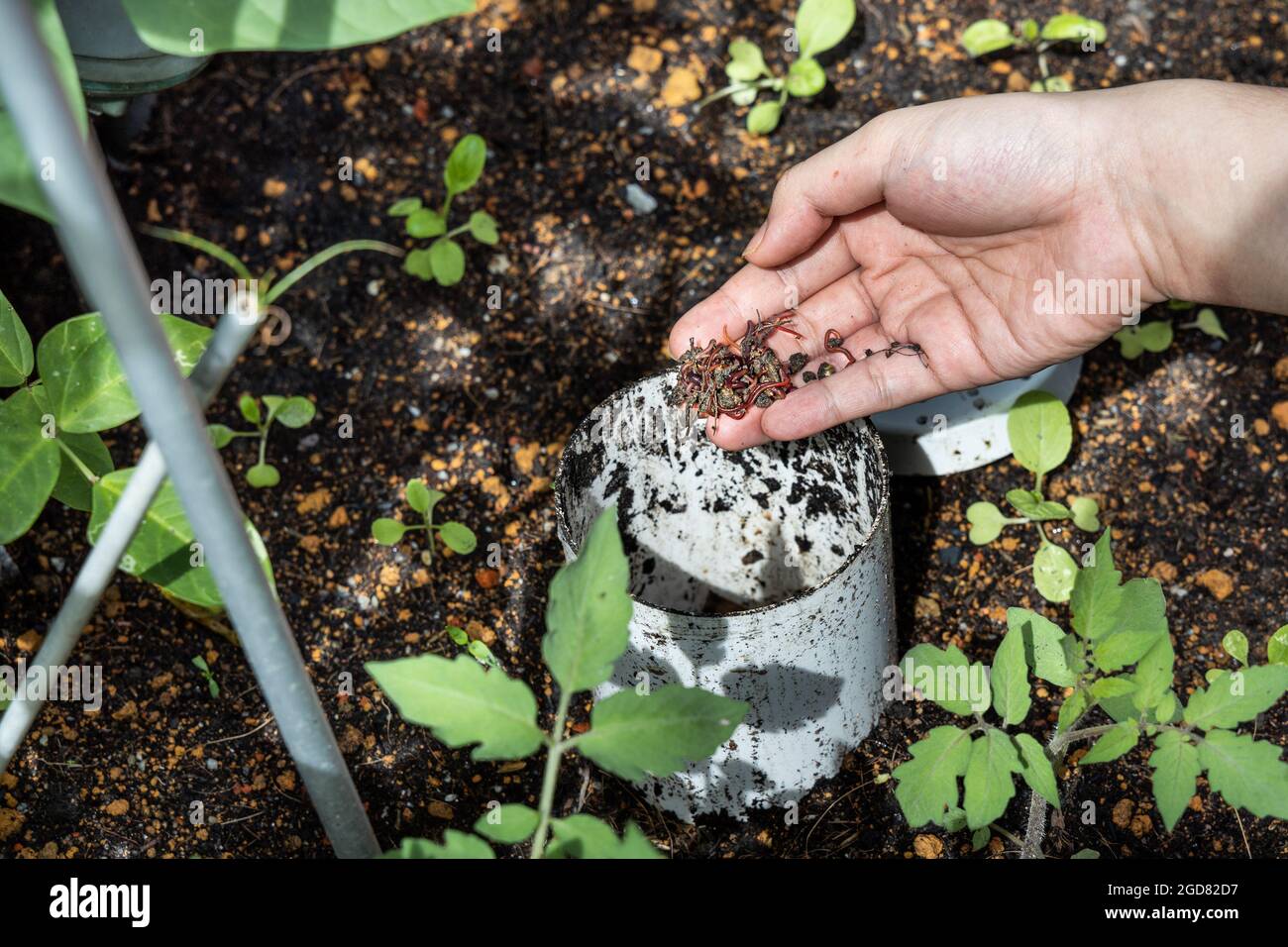 Hand feeding red wrigglers earthworms into worm tower for ...