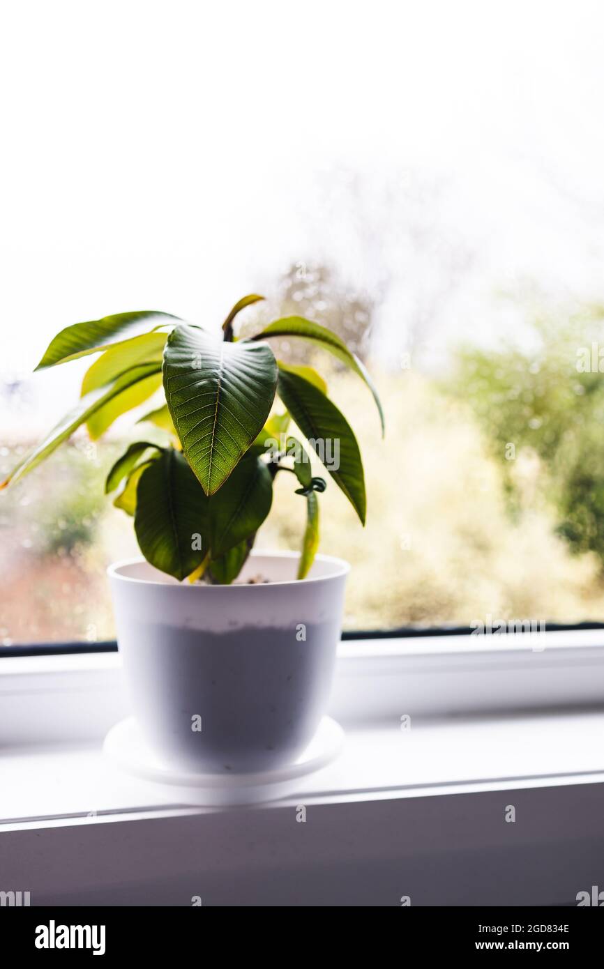 close-up of frangipani plant in white pot indoor by the window with ...