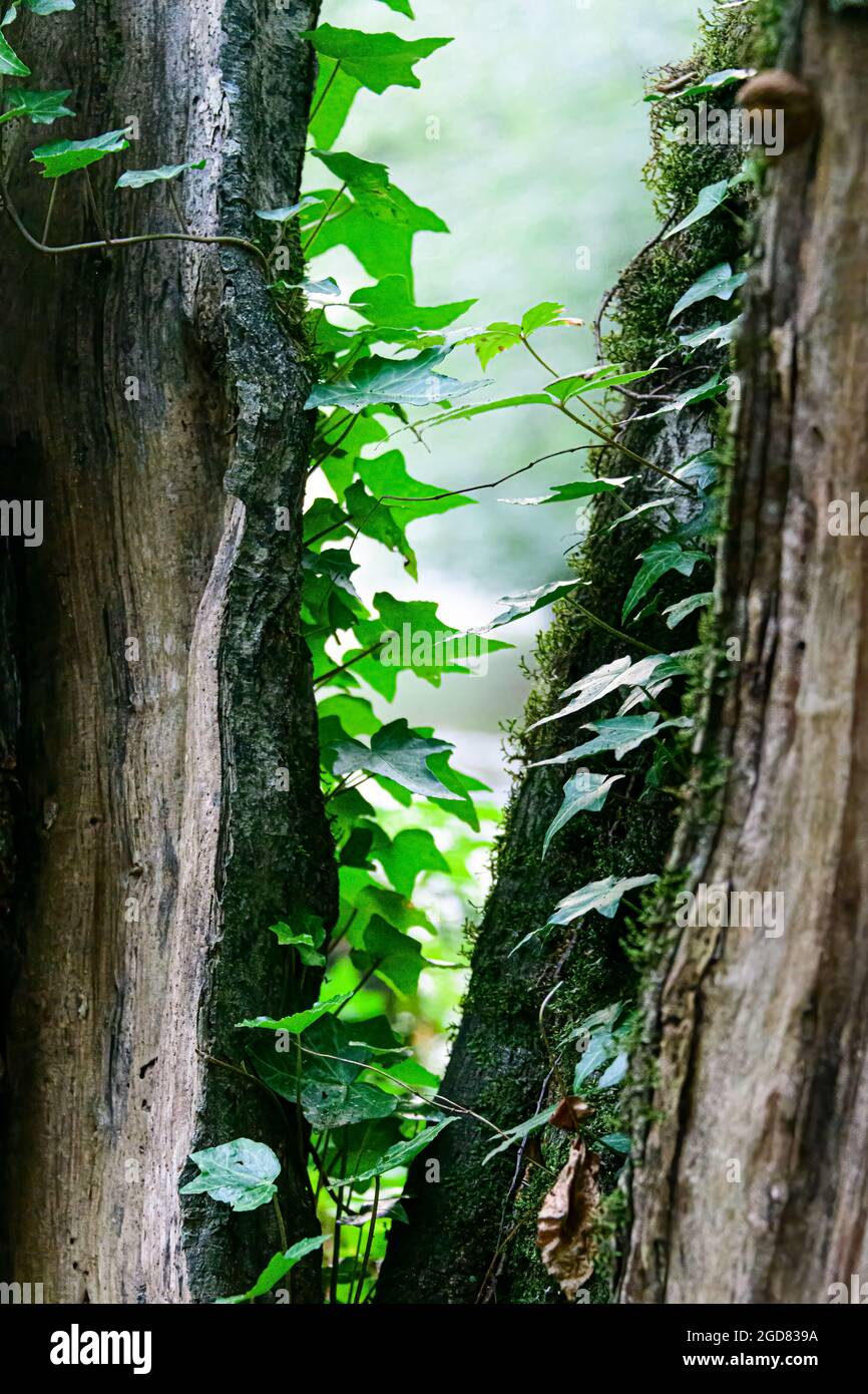 English ivy vine crawing up a dead tree in Cherokee, NC Stock Photo - Alamy