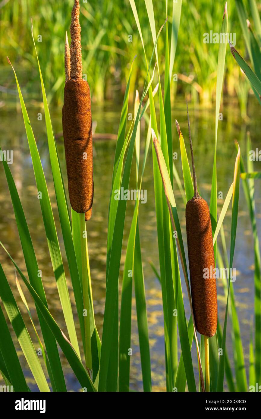Close up of Broadleaf Cattail seed stalks (Typha latifolia} in wetlands ...
