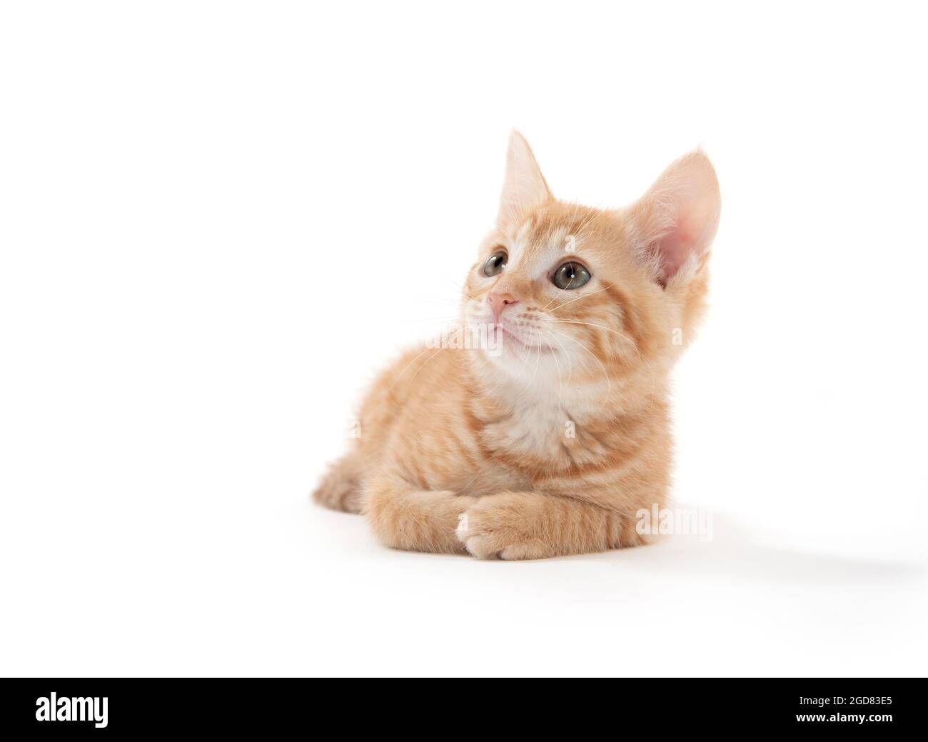 Cute baby yellow kitten laying down isolated on white background Stock ...