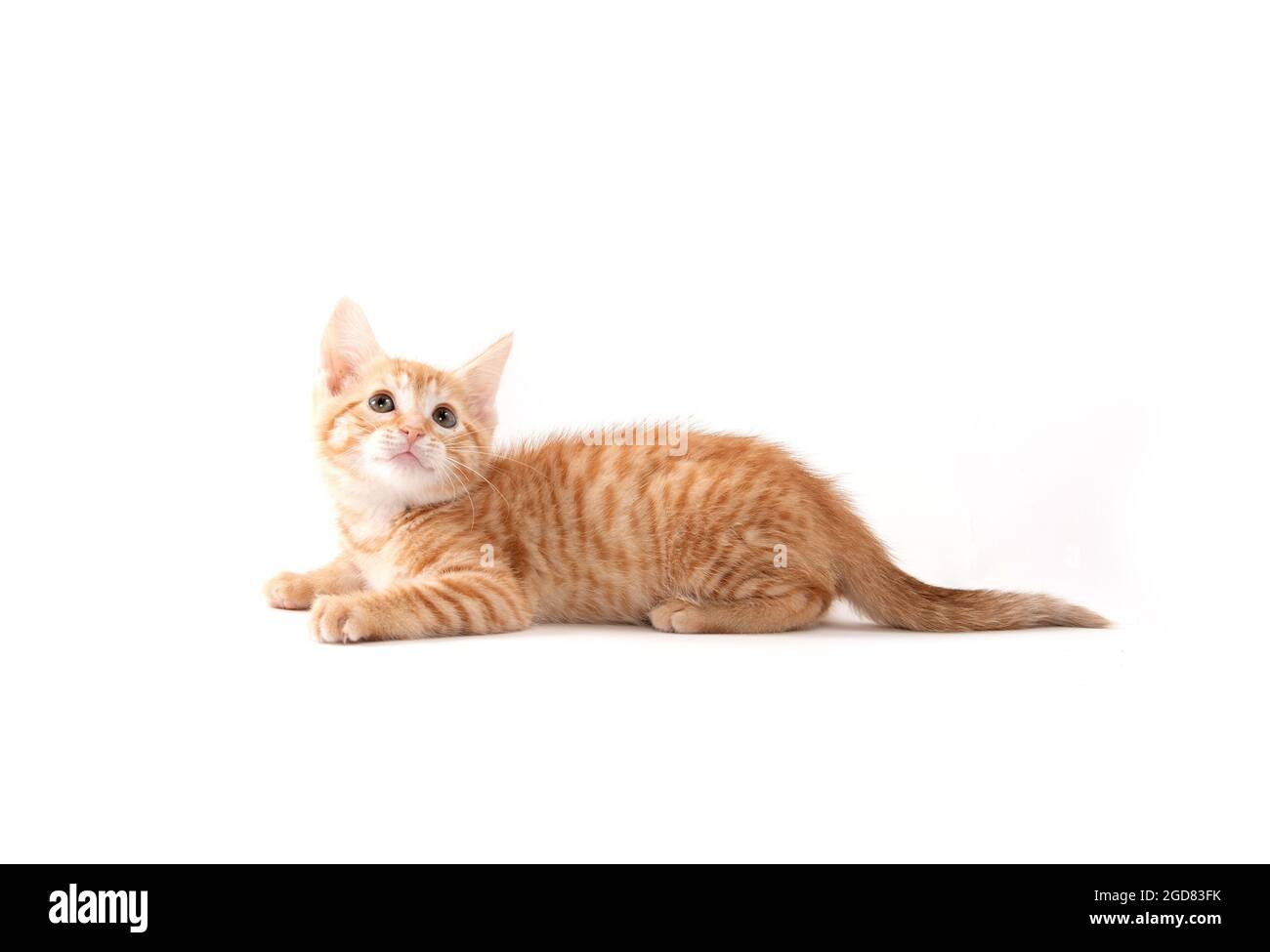 Cute baby yellow kitten laying down isolated on white background Stock ...