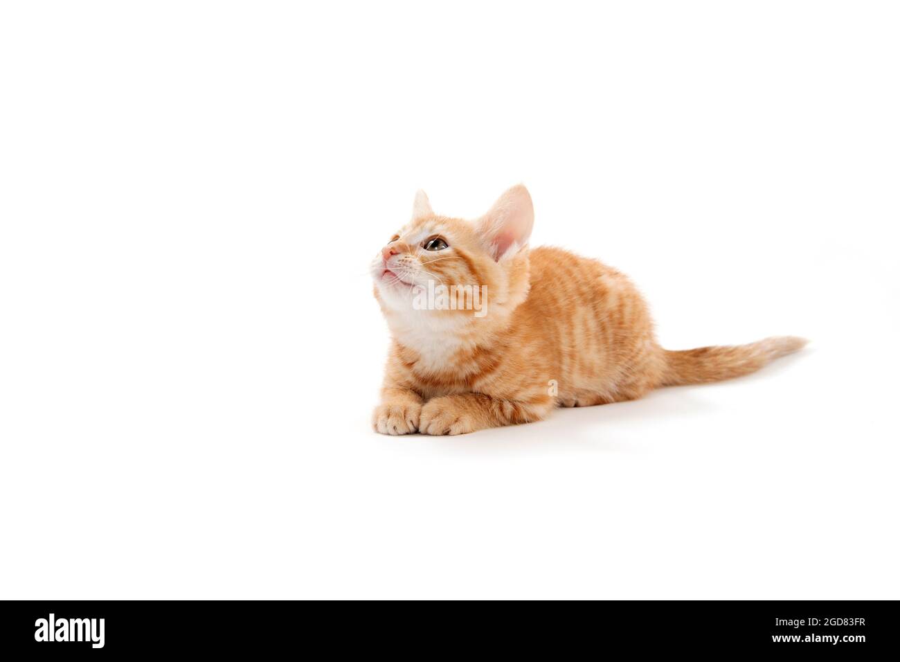 Cute baby yellow kitten laying down isolated on white background Stock ...
