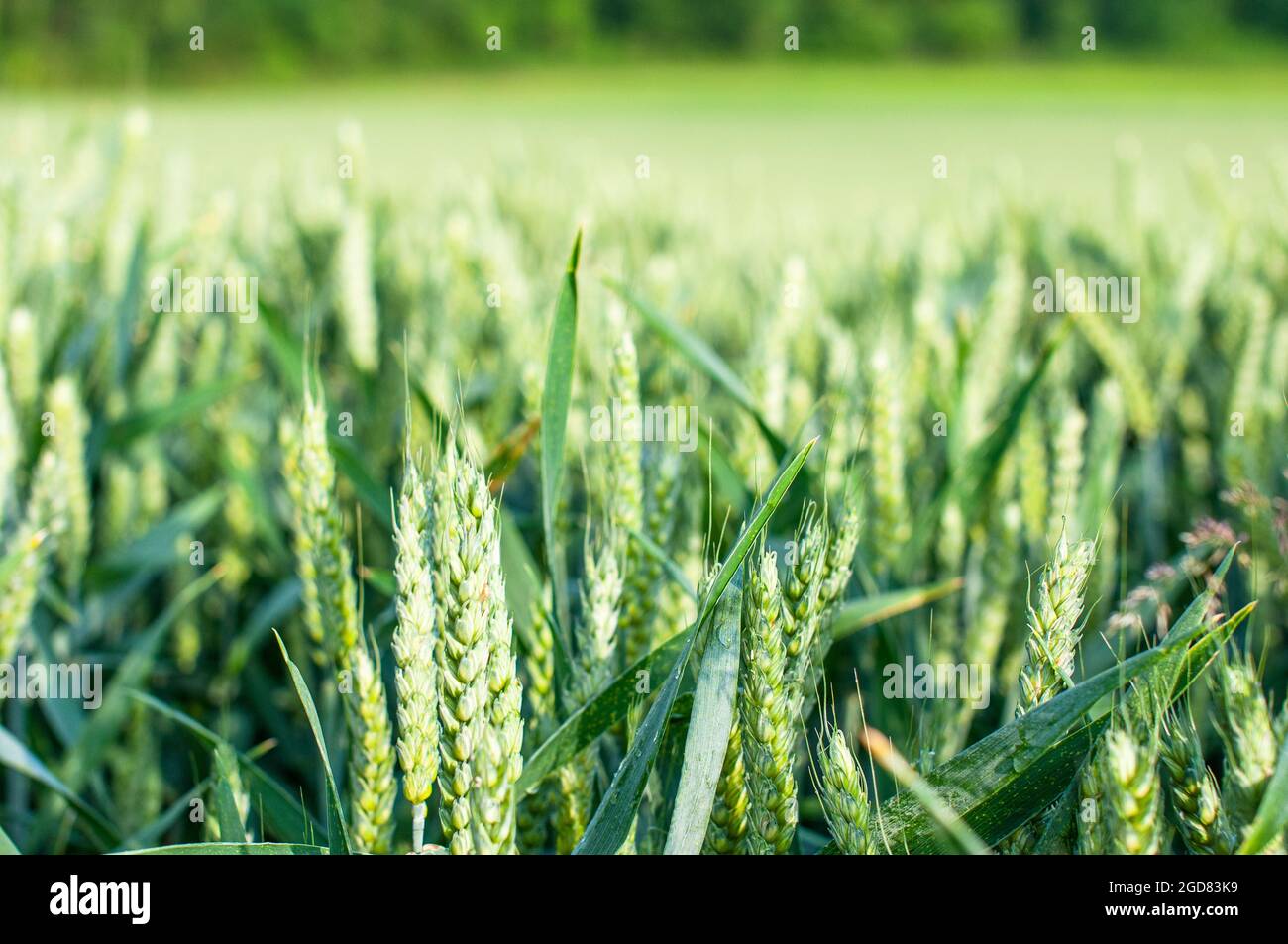 Seed to harvest growth stage hi-res stock photography and images - Alamy