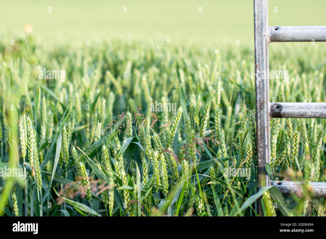 Seed to harvest growth stage hi-res stock photography and images - Alamy