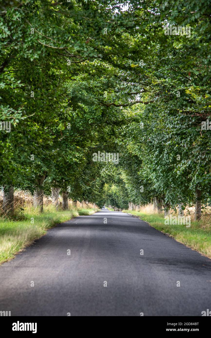 Narrow alleyway surounded by fields nearly ready to harvest Stock Photo ...