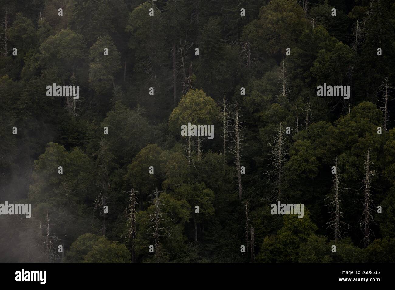 Dead trees great smoky mountains hi-res stock photography and images ...