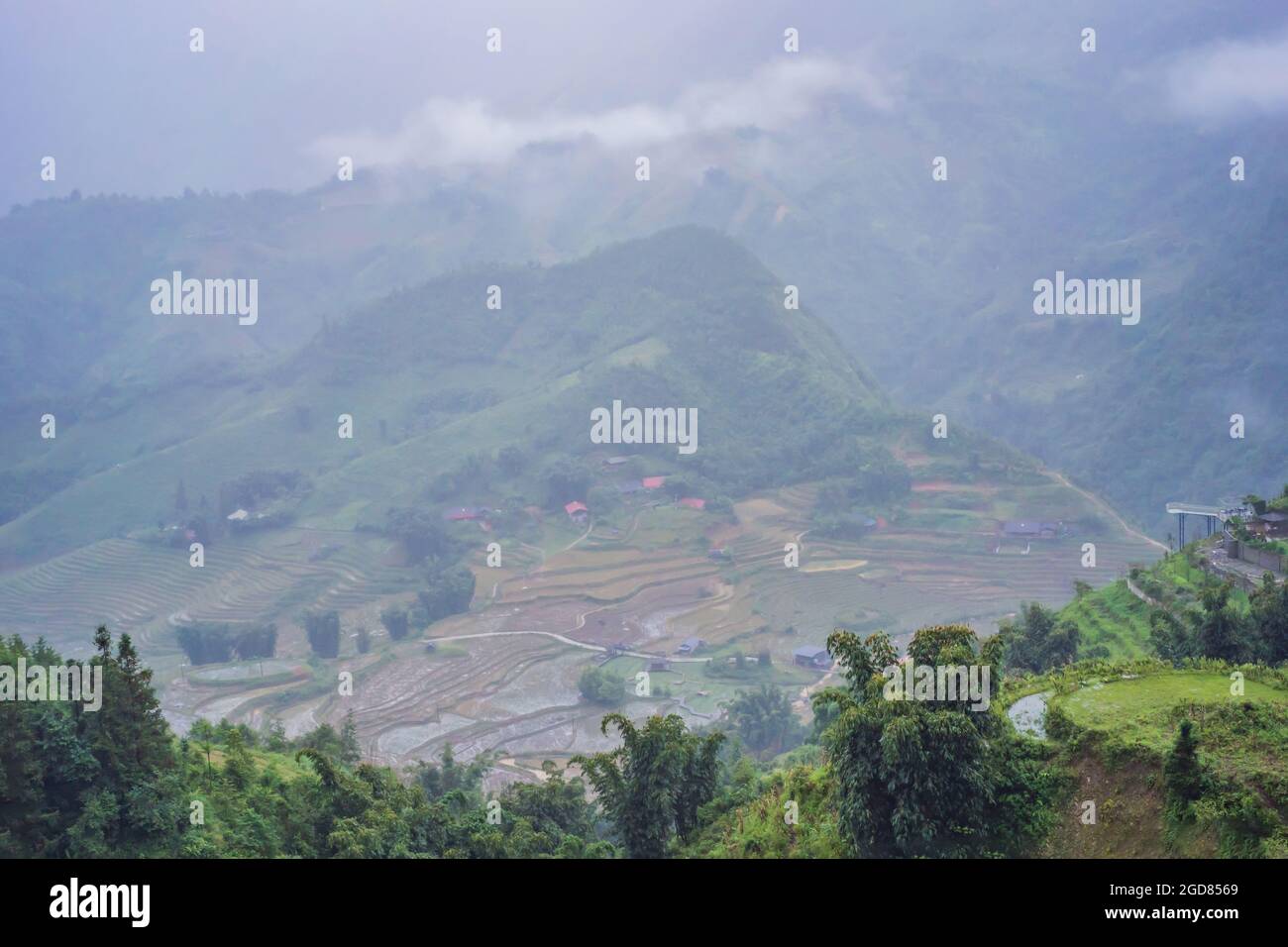 Rice terraces in the fog in Sapa, Vietnam. Rice fields prepare the ...