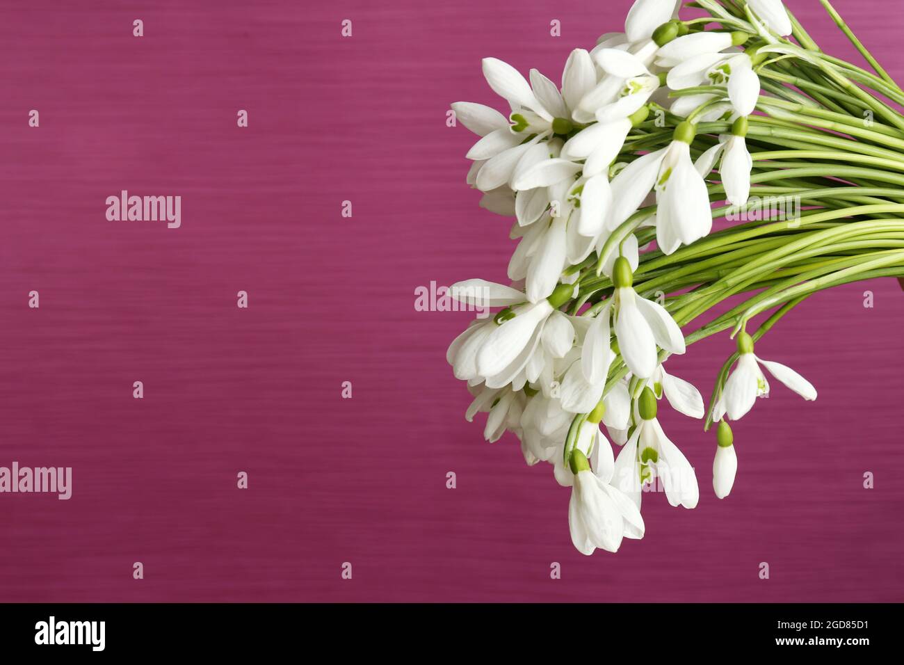 Beautiful snowdrops on purple background Stock Photo - Alamy