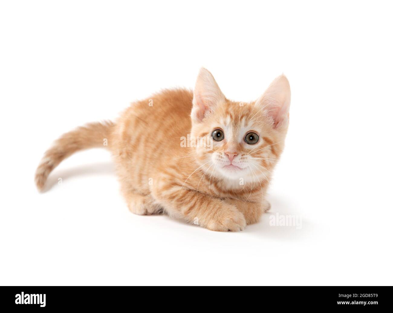 Cute baby yellow kitten laying down isolated on white background Stock ...