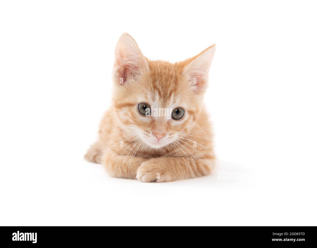 Cute baby yellow kitten laying down isolated on white background Stock ...