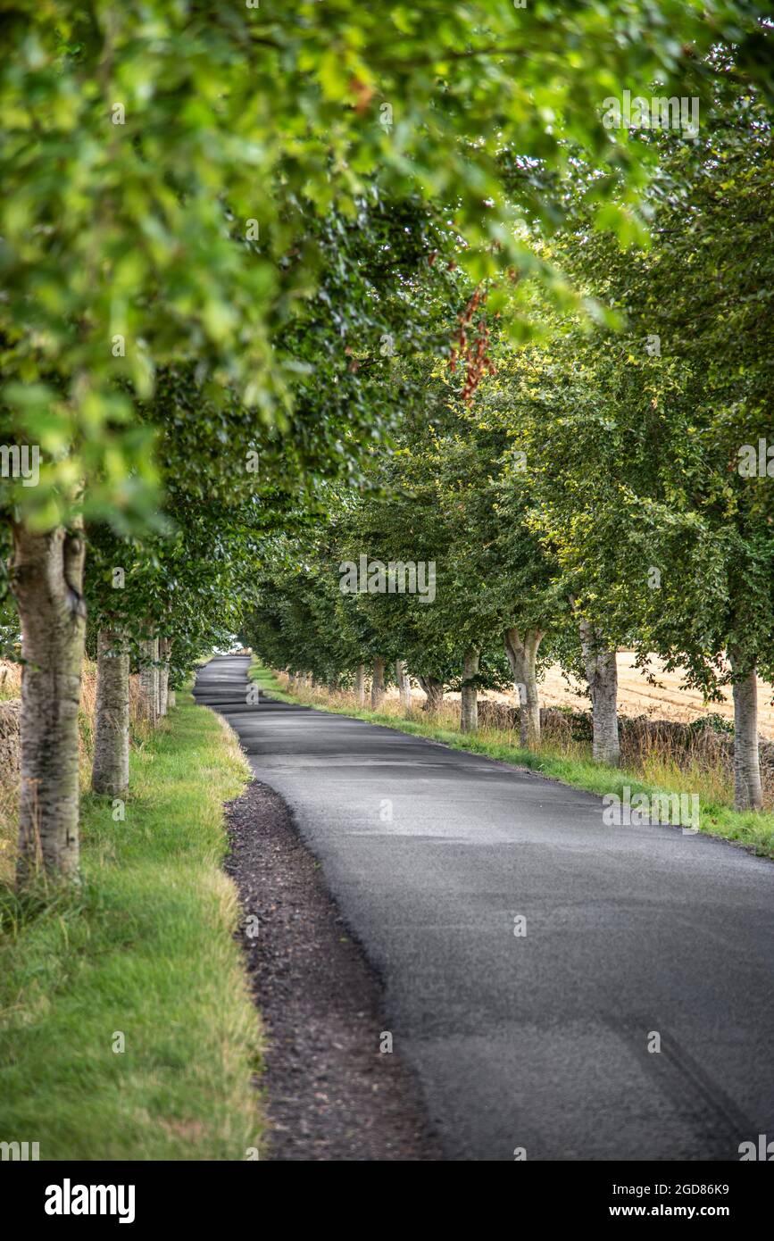 Narrow alleyway surounded by fields nearly ready to harvest Stock Photo ...