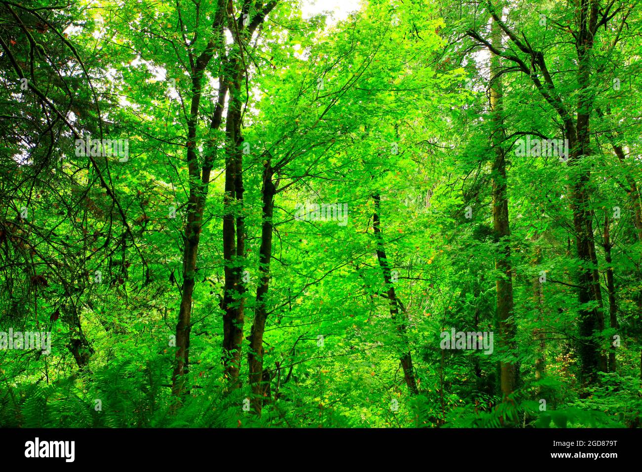 a exterior picture of an Pacific Northwest forest with Big leaf maple ...