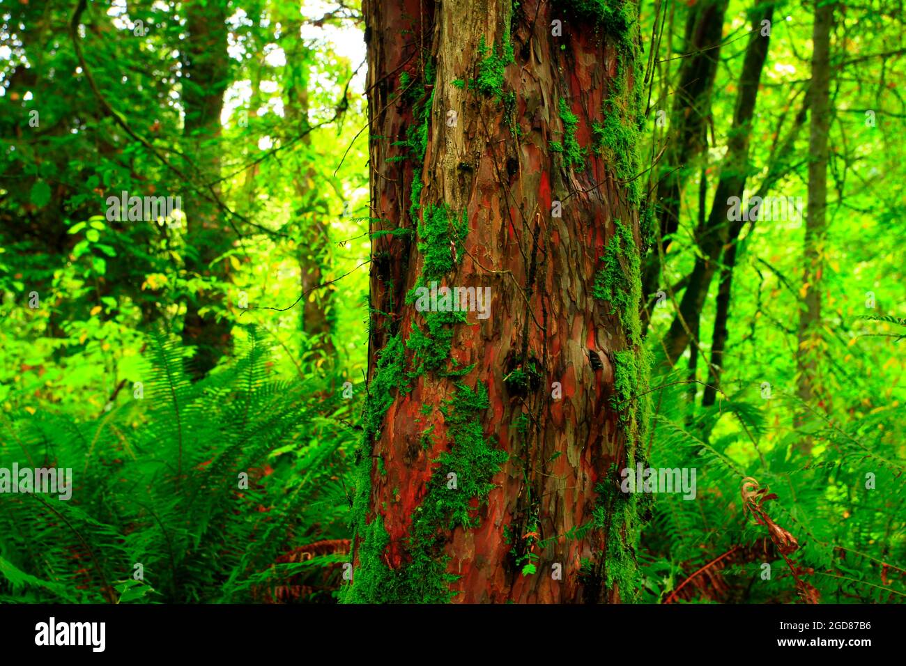 a exterior picture of an Pacific Northwest rainforest with Pacific Yew ...