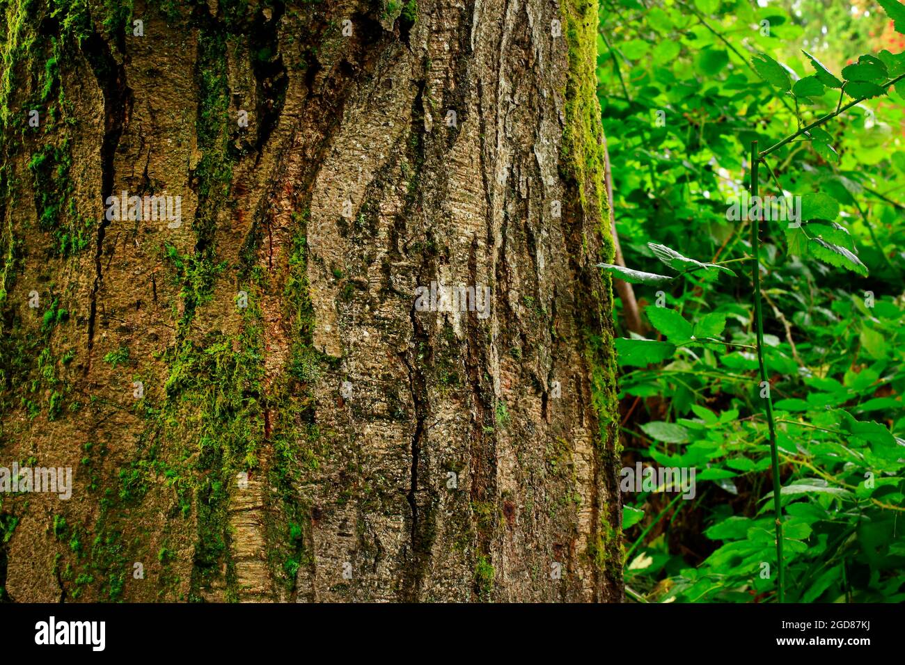 a exterior picture of an Pacific Northwest forest with Red alder trees ...