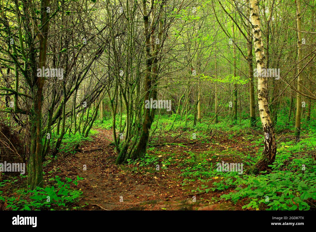 Alder trail hi-res stock photography and images - Alamy