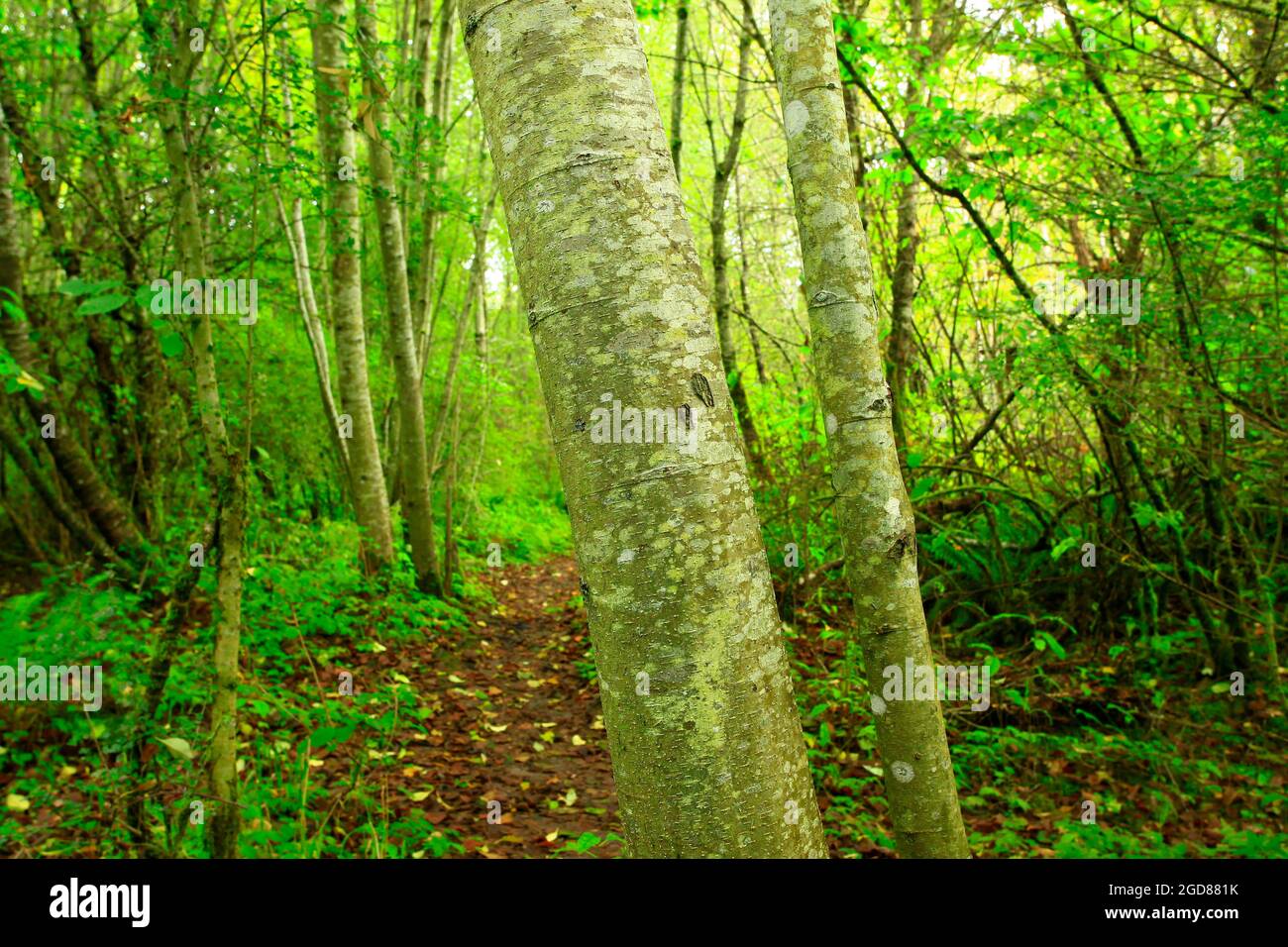 a exterior picture of an Pacific Northwest forest with Red alder trees ...