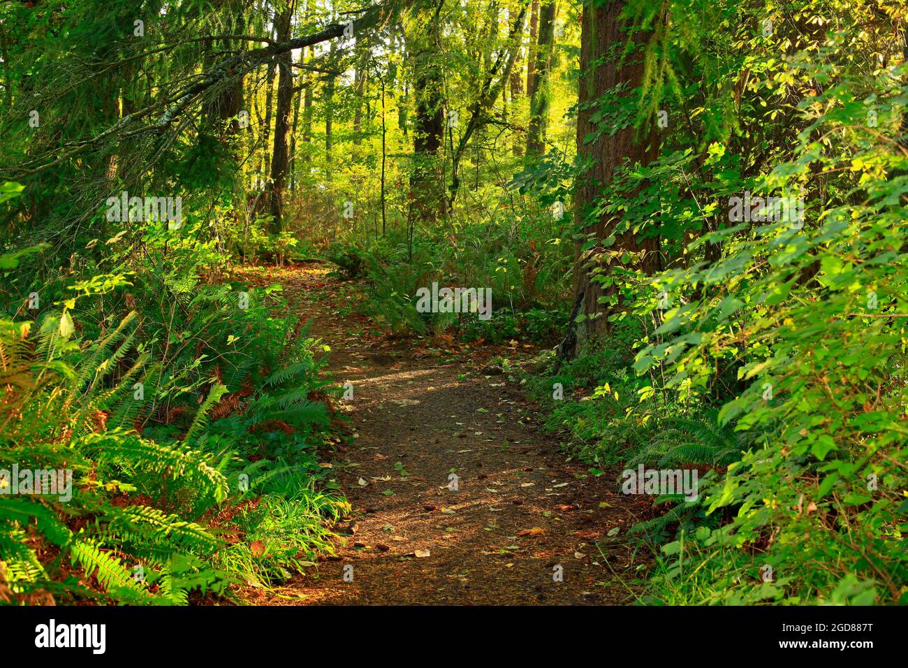 a exterior picture of an Pacific Northwest forest trail Stock Photo - Alamy