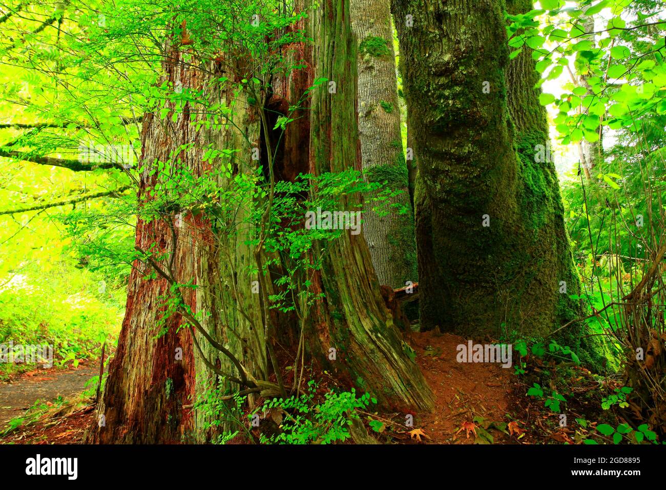 Red cedar tree pacific northwest hi-res stock photography and images ...