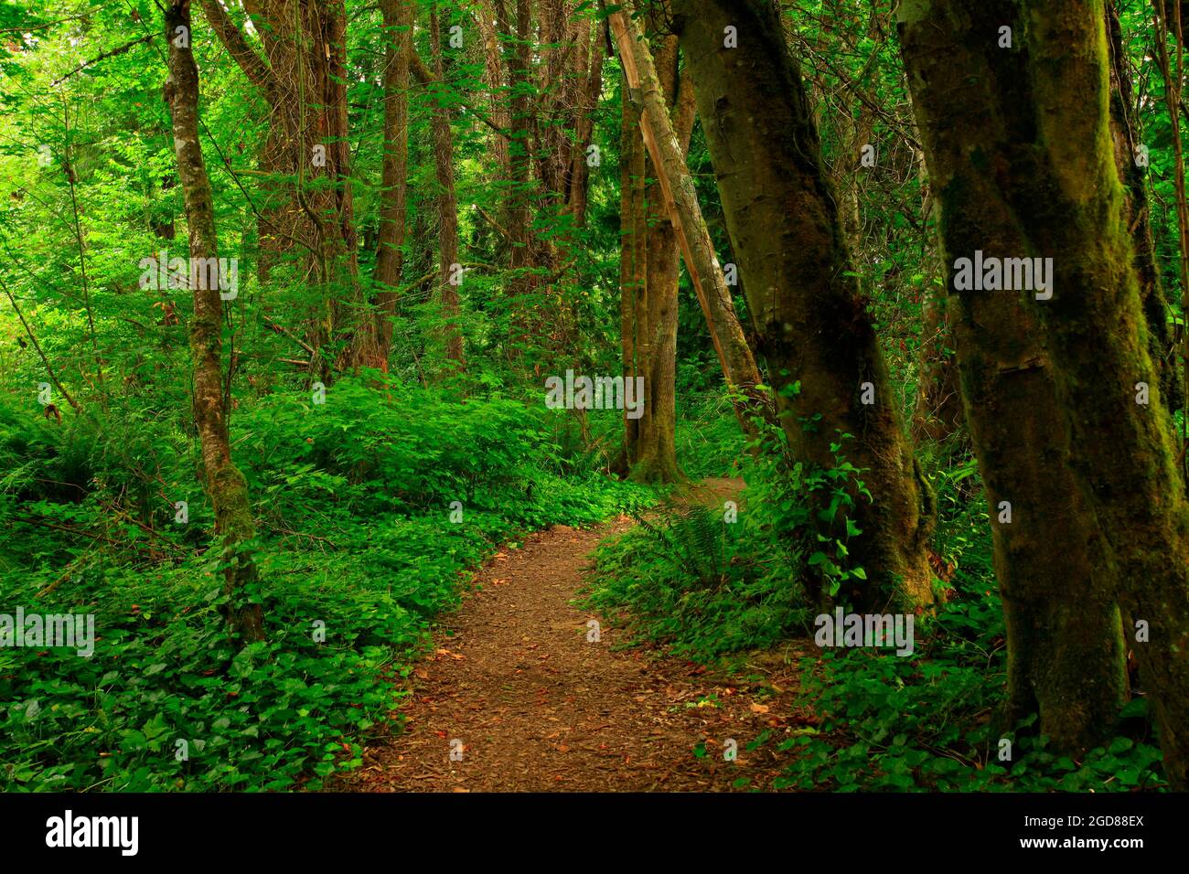 a exterior picture of an Pacific Northwest forest trail Stock Photo - Alamy